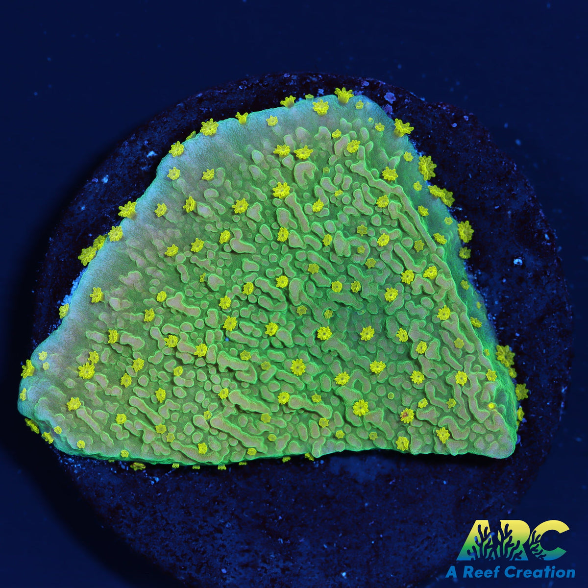 WWC Sunfire Grafted Monti – A Reef Creation