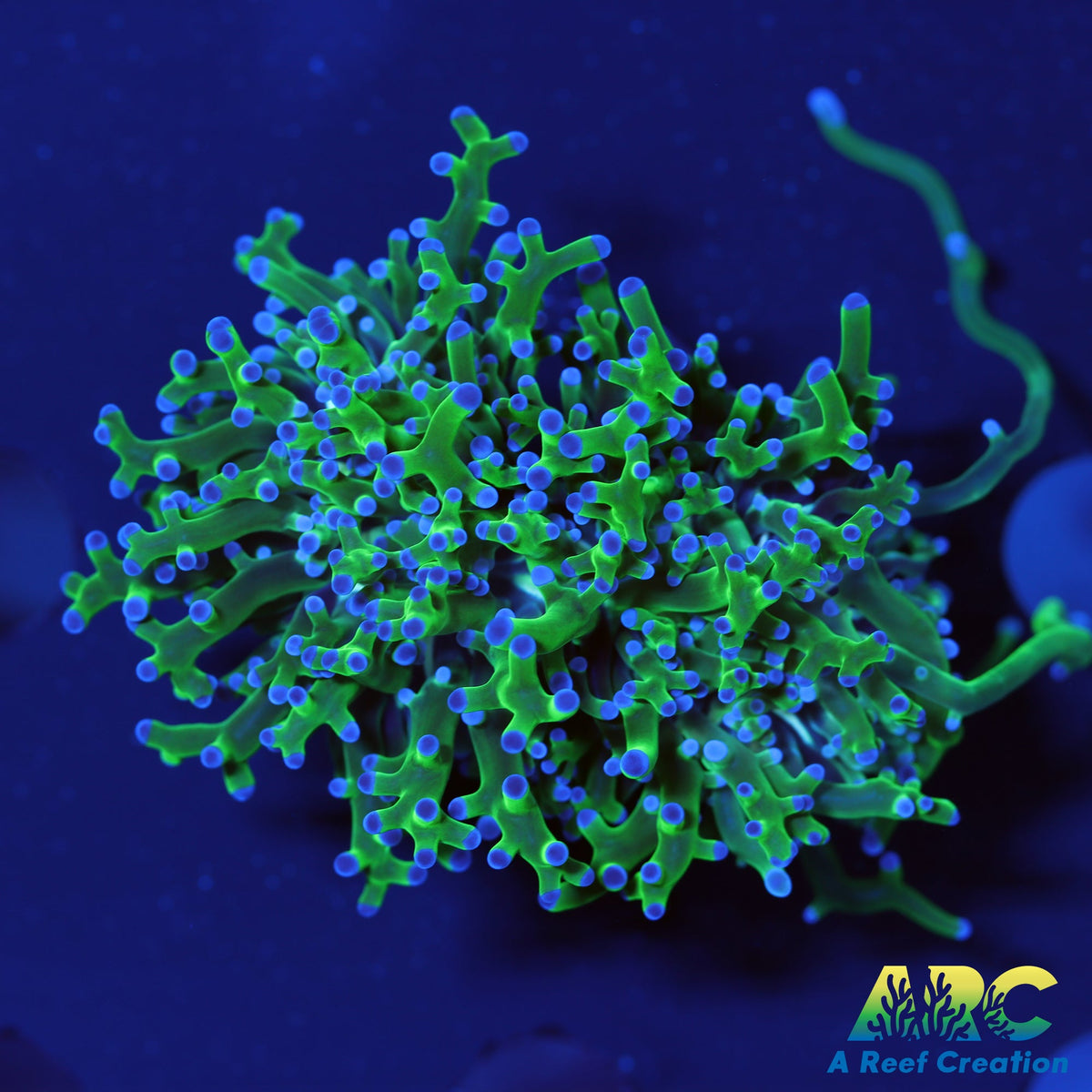 Bicolor Frogspawn – A Reef Creation