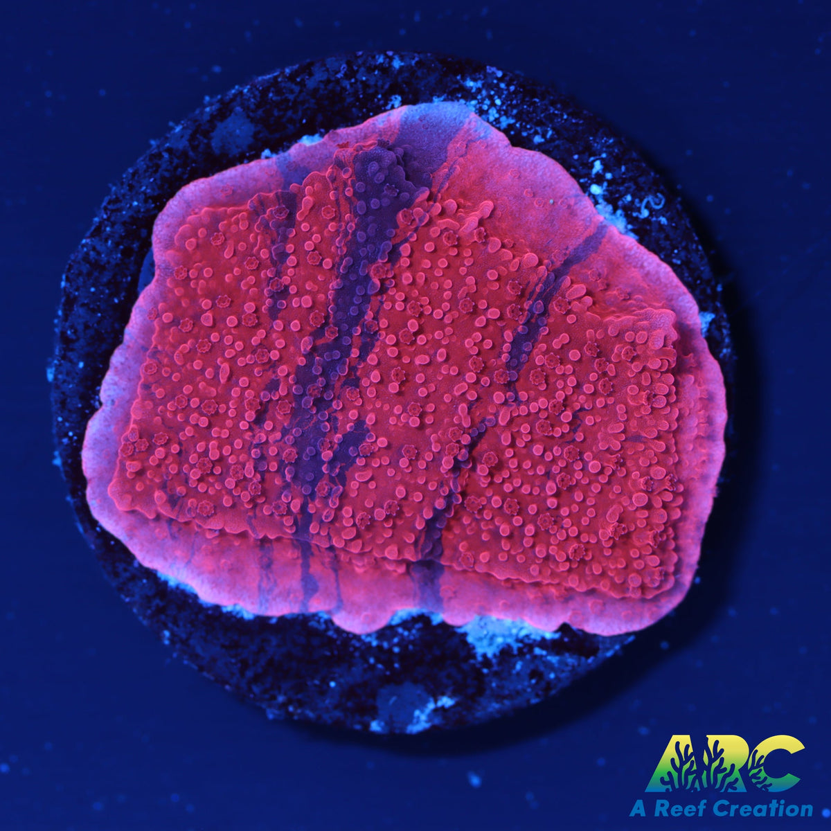 Red and purple Grafted Monti – A Reef Creation