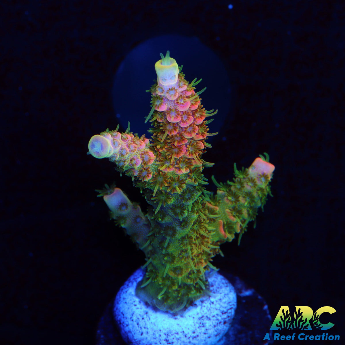ASD Rainbow Milli – A Reef Creation