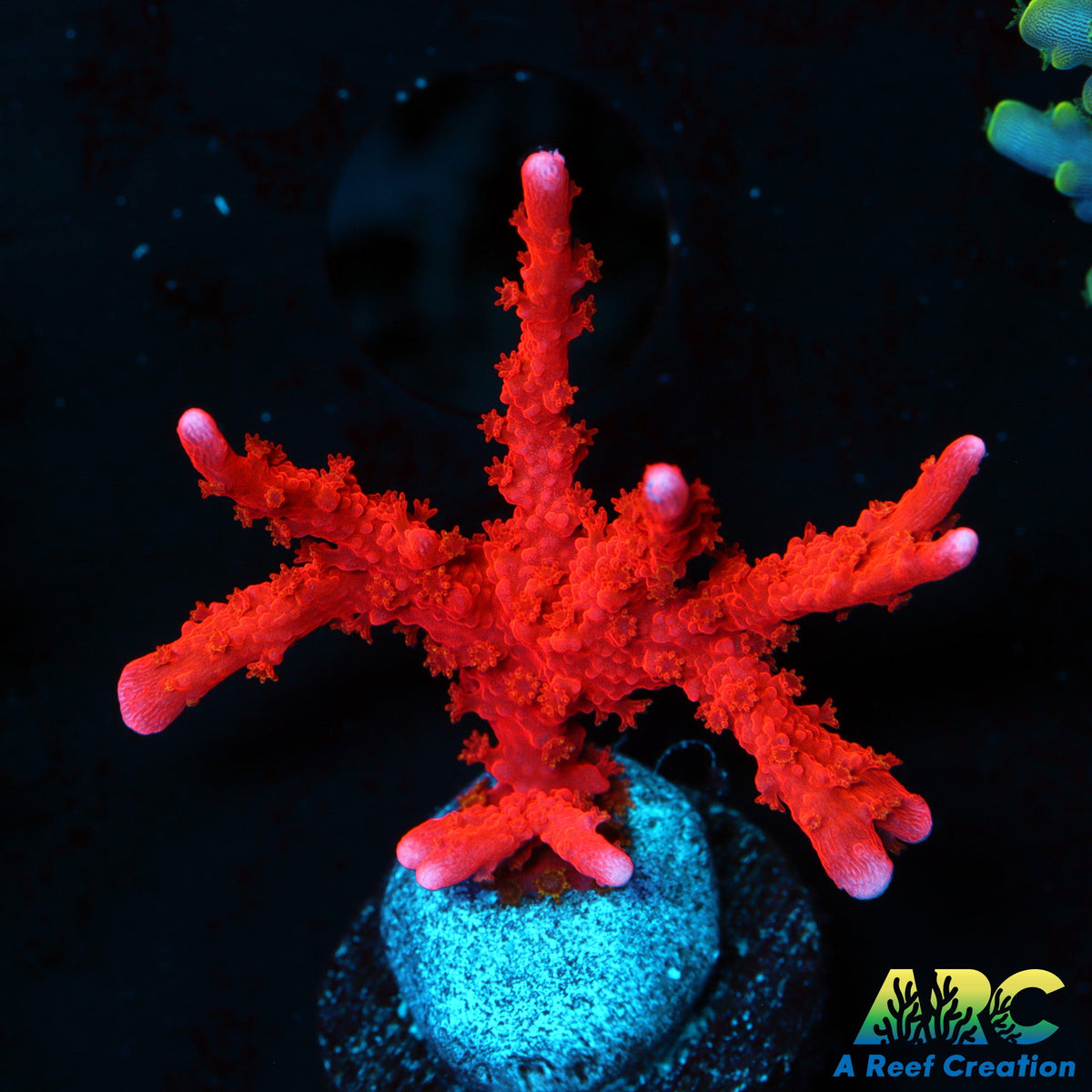 Manila Spy Monti – A Reef Creation