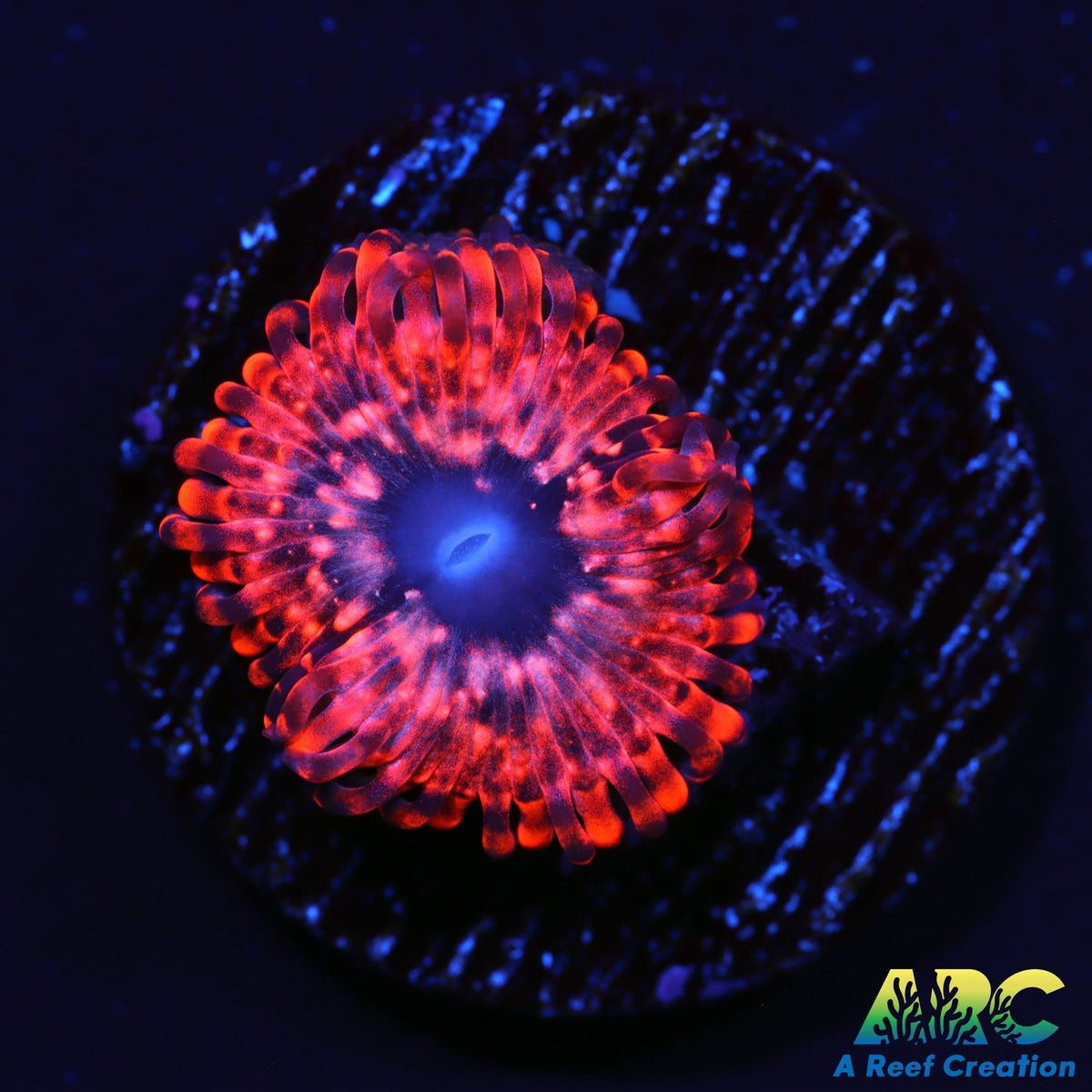 Utter Chaos Zoa – A Reef Creation