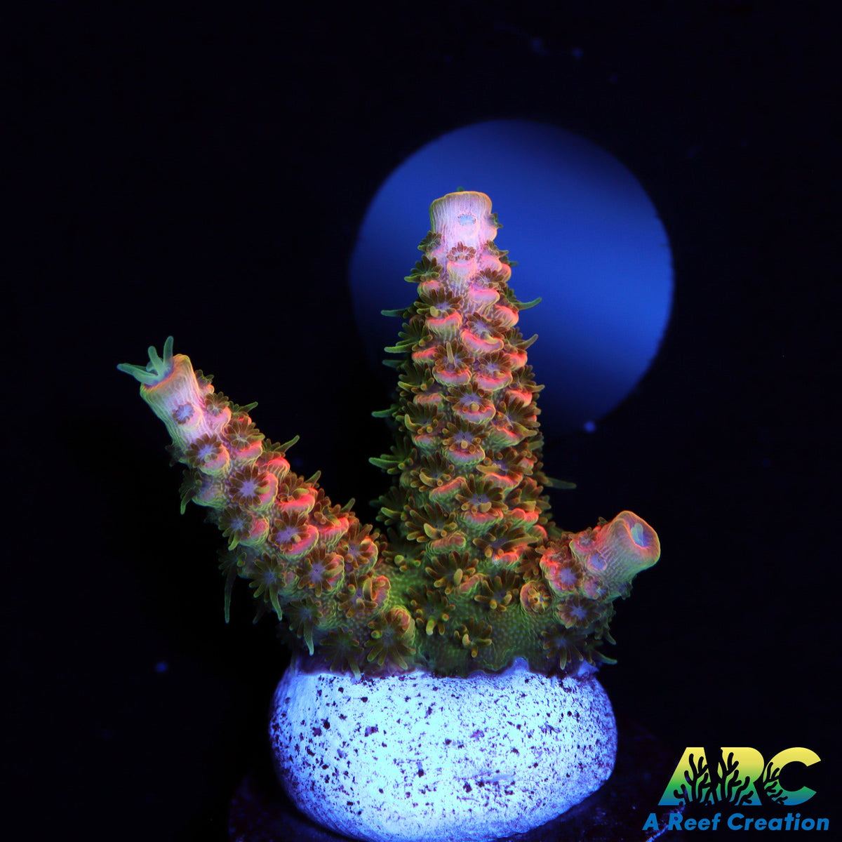 ASD Rainbow Milli – A Reef Creation