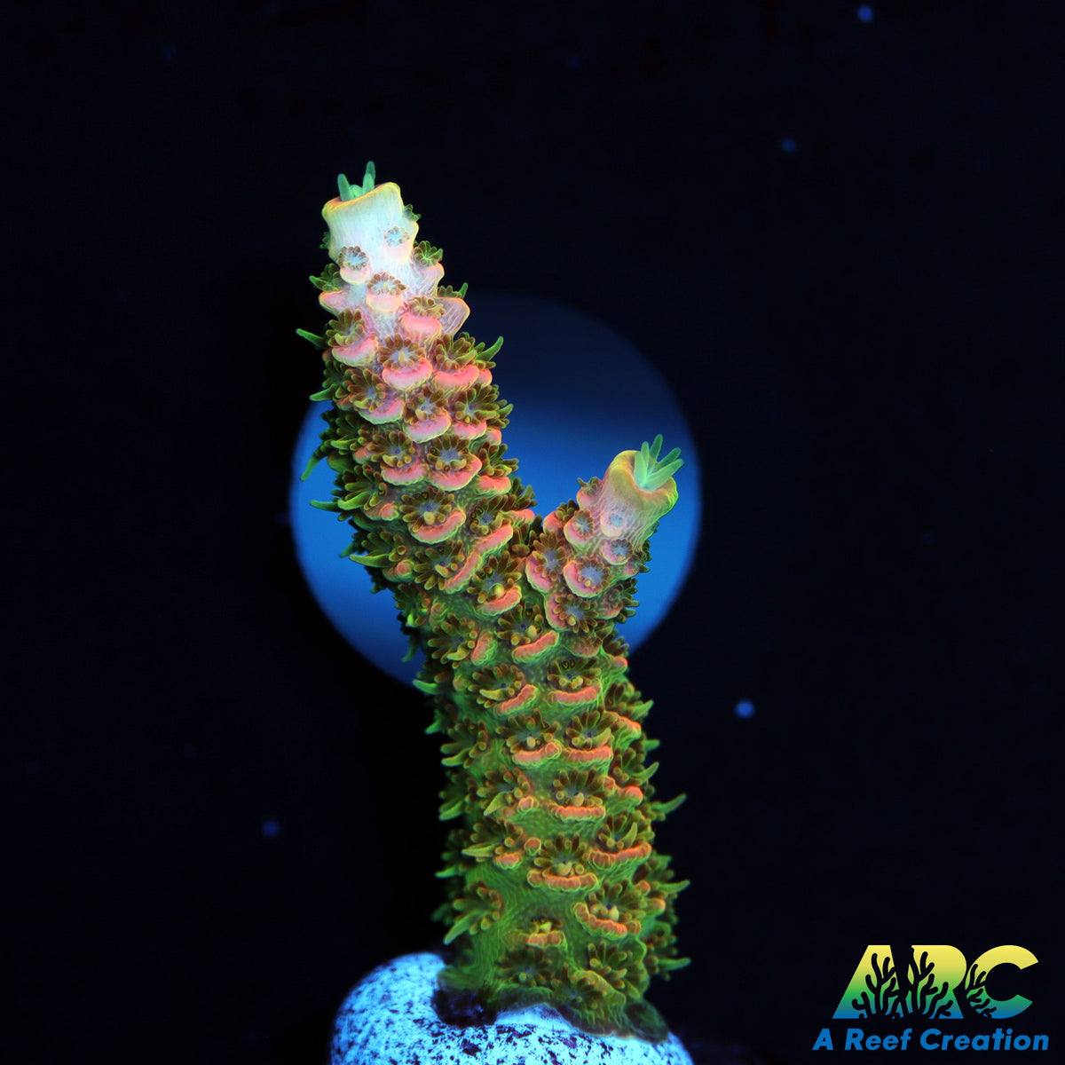 ASD Rainbow Milli – A Reef Creation