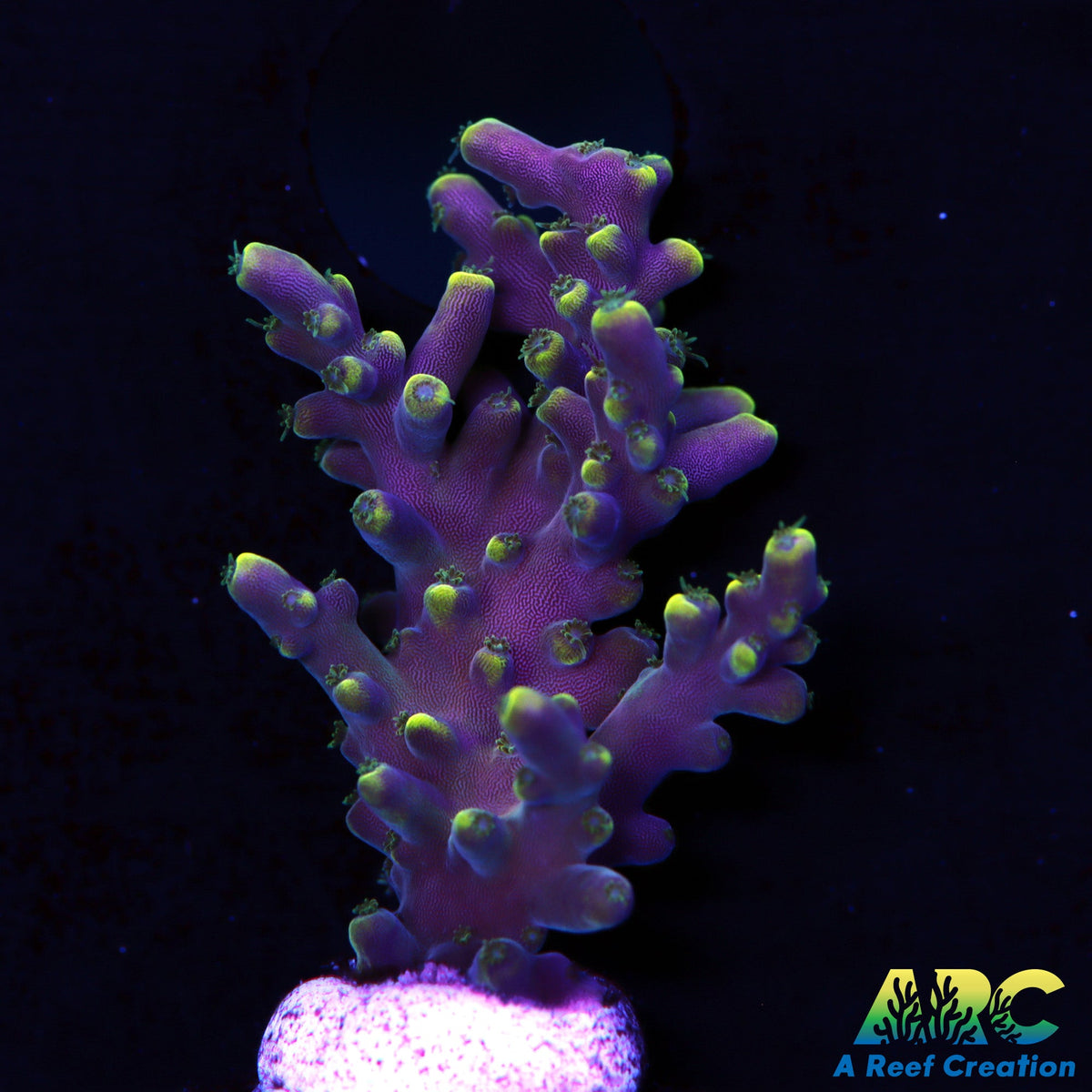 TCK New Dragon Acro – A Reef Creation