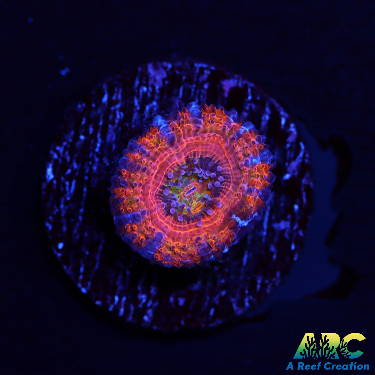 Queen Neptune Acan – A Reef Creation