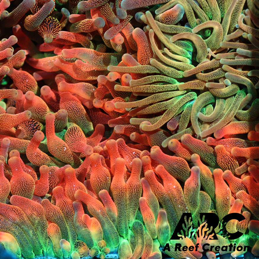 Mother Colonies – A Reef Creation