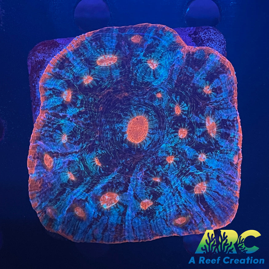 Mother Colonies – A Reef Creation