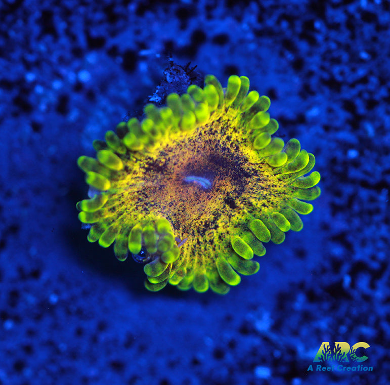 ARC Lemon Haze Zoa – A Reef Creation
