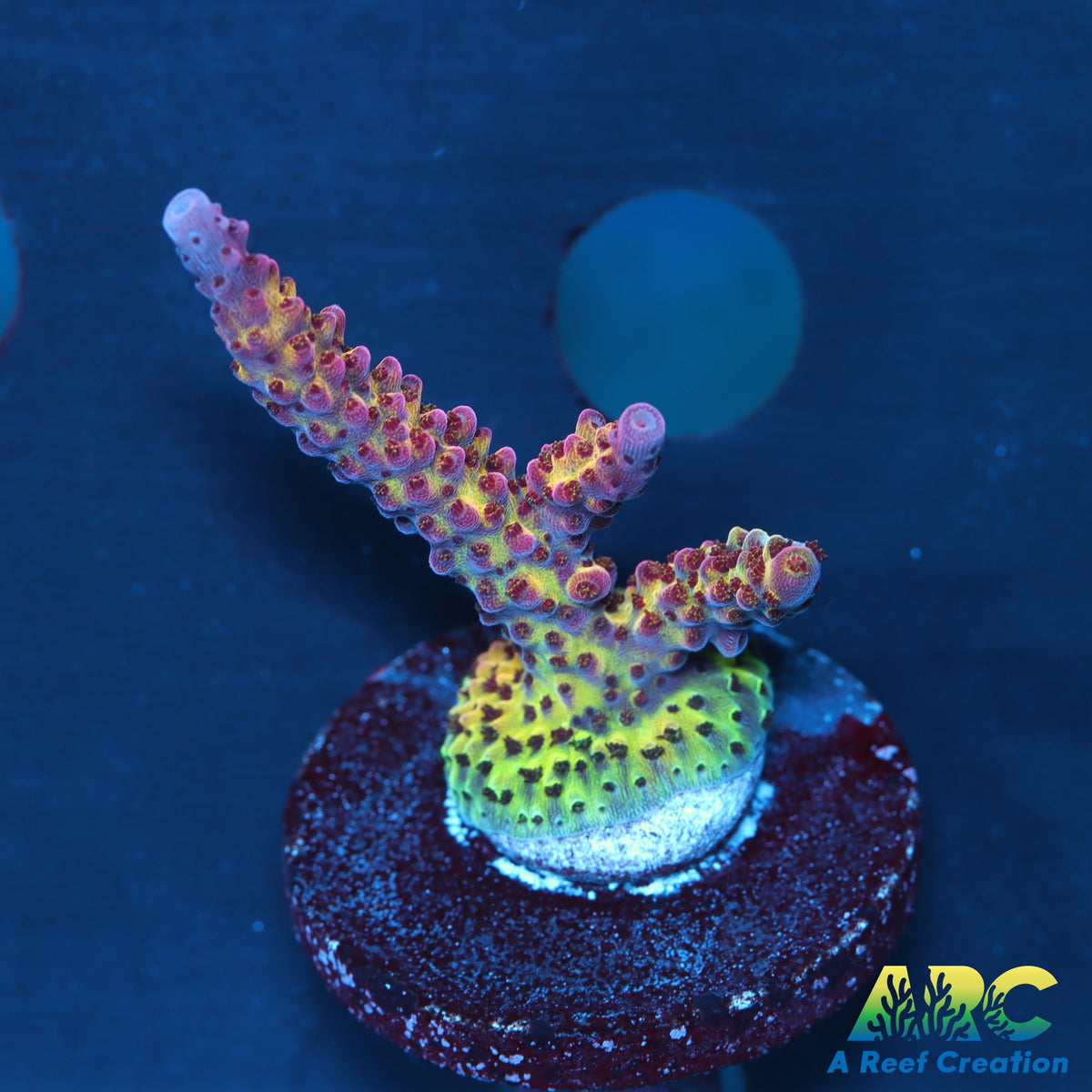 PC Rainbow Acro – A Reef Creation