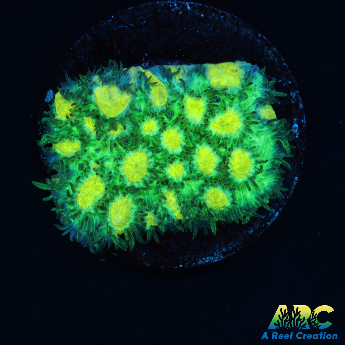 JF Limelight Hydno – A Reef Creation