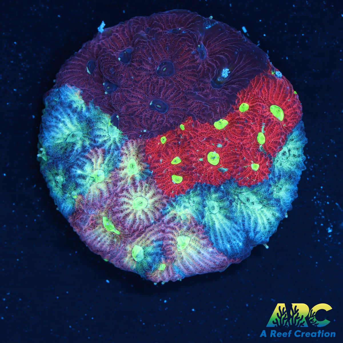 ARC God of War Coral – A Reef Creation