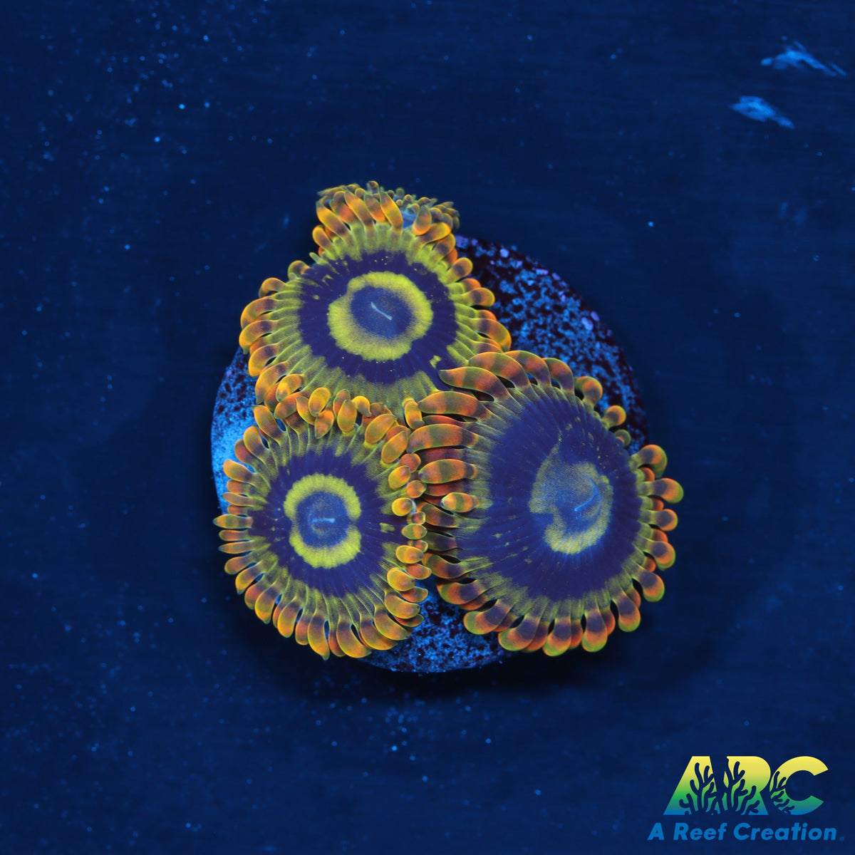 Rainbow Yoda Zoas – A Reef Creation