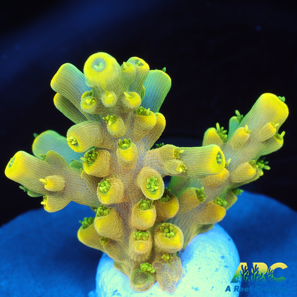 ARC Prince Acro – A Reef Creation