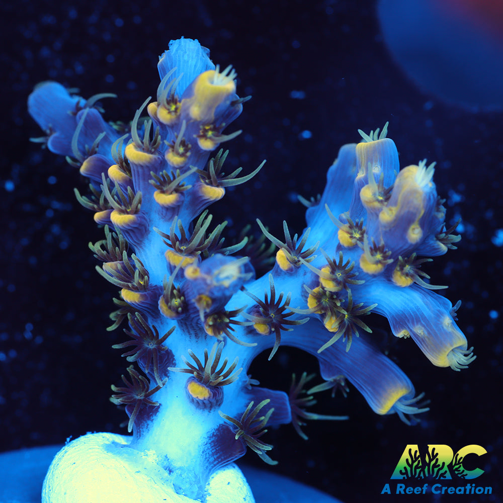 ARC Frozen Goldfinger – A Reef Creation