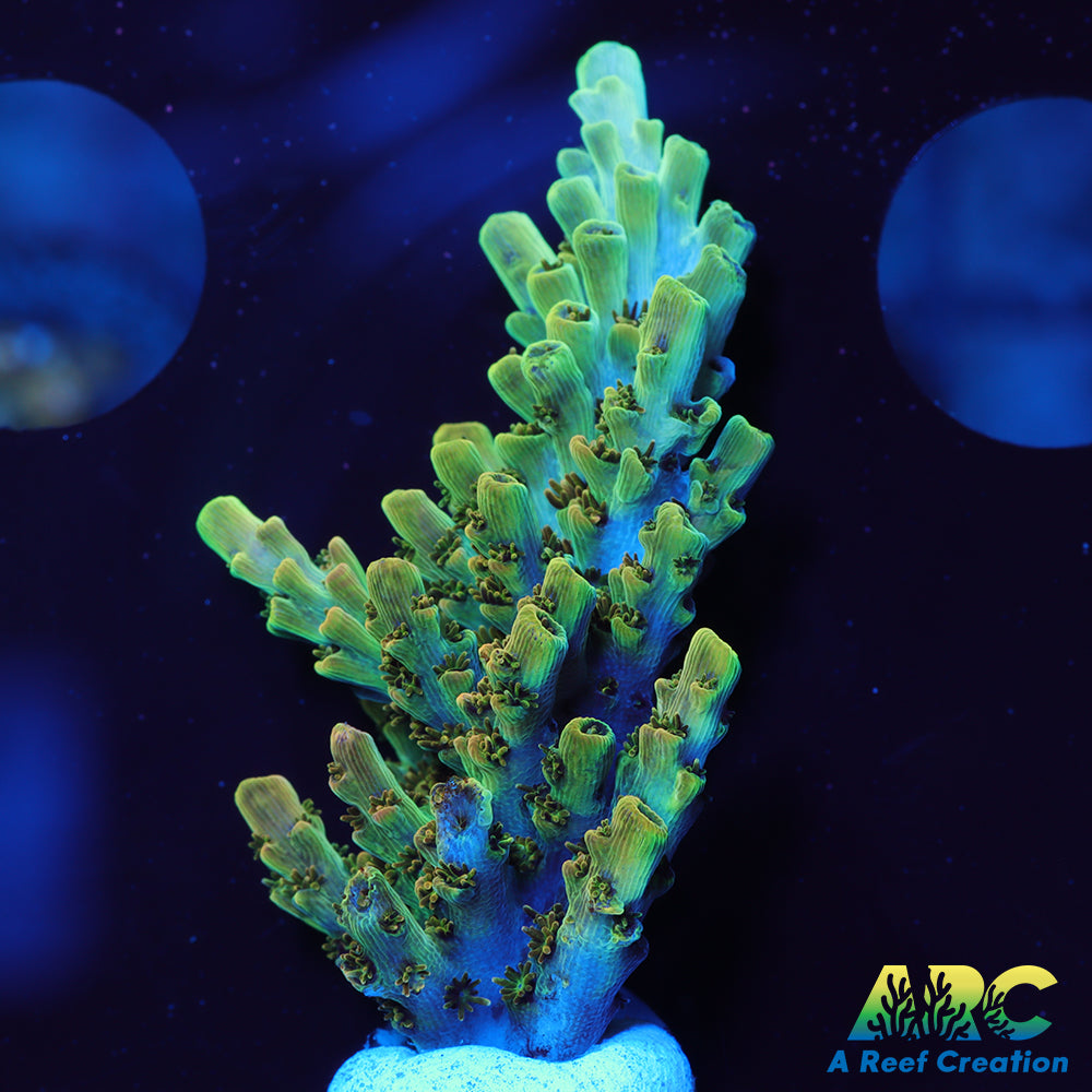 ARC Peach Giant – A Reef Creation