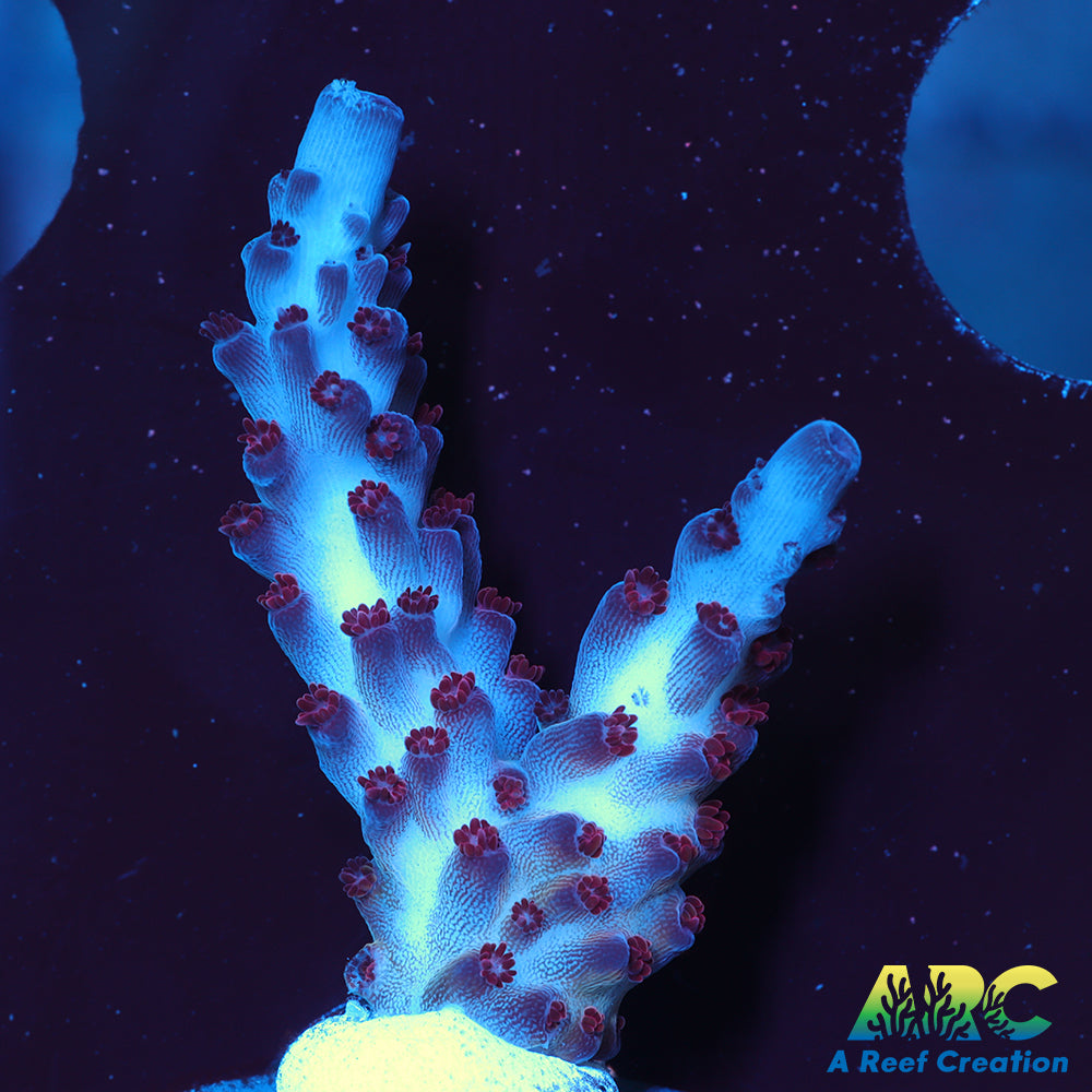 ARC Magic Dragon – A Reef Creation