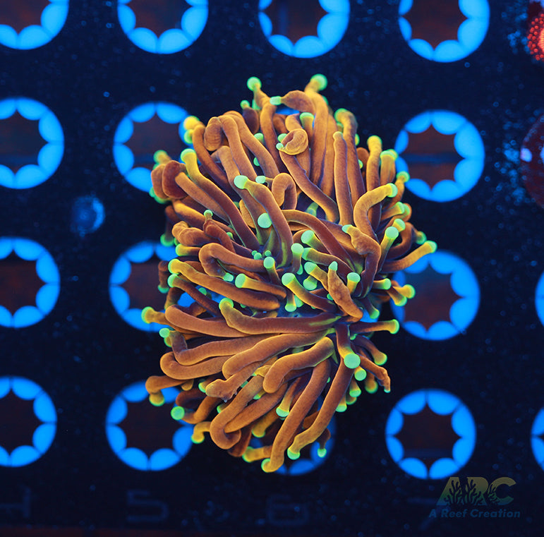 CC 21 Tails Torch coral – A Reef Creation