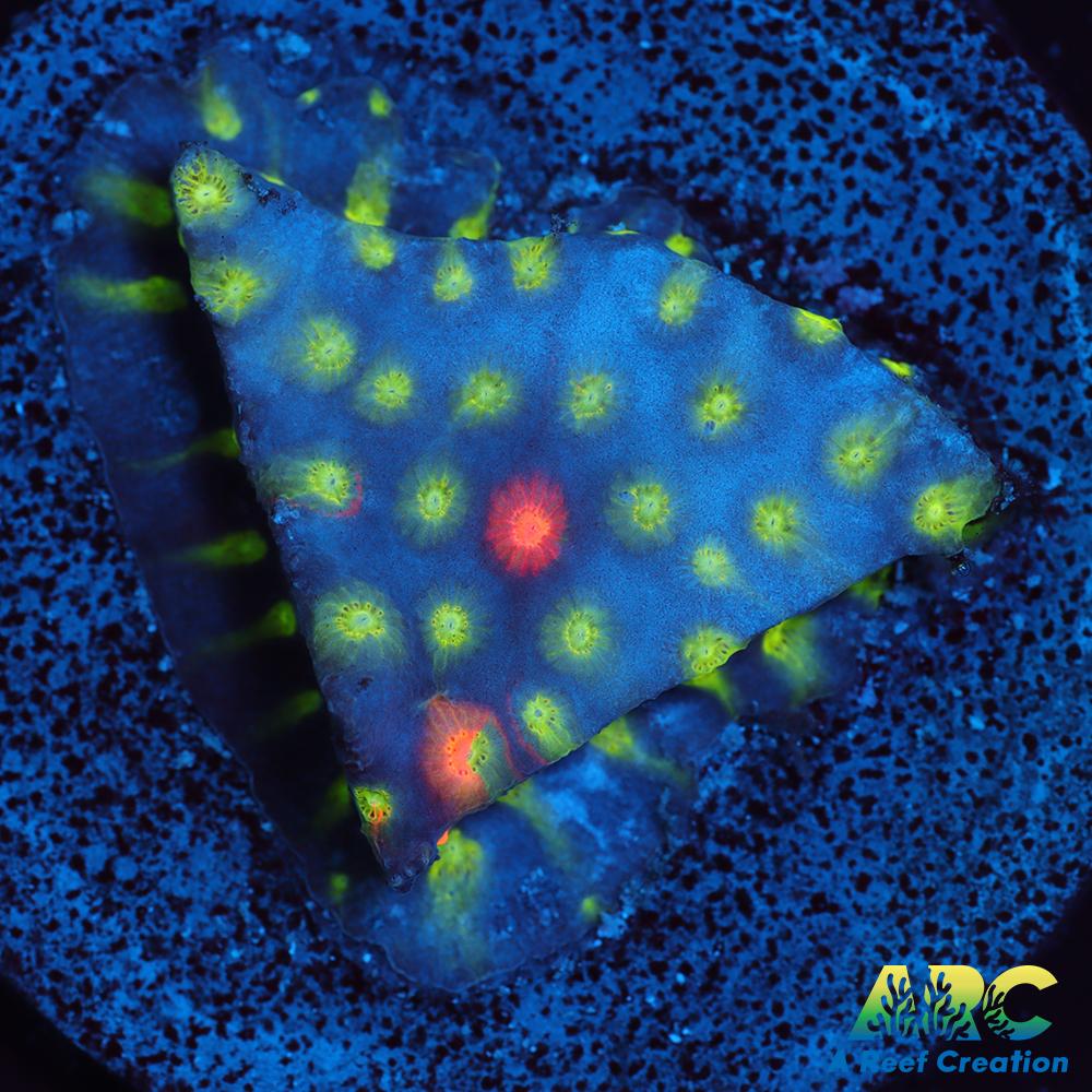 ARC Monet's Madness Cyphastrea – A Reef Creation