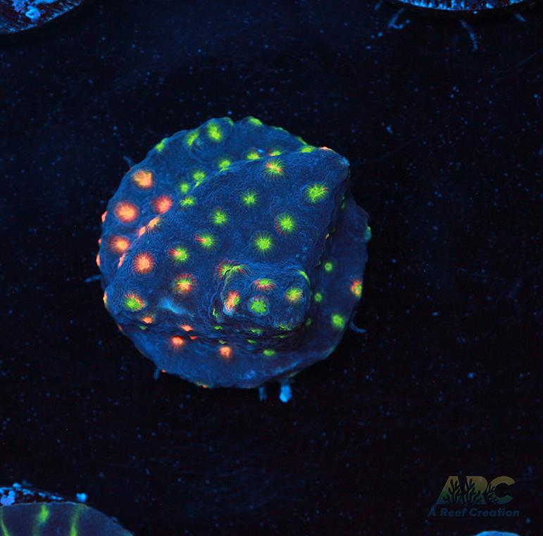 ARC Monet's Madness Cyphastrea – A Reef Creation