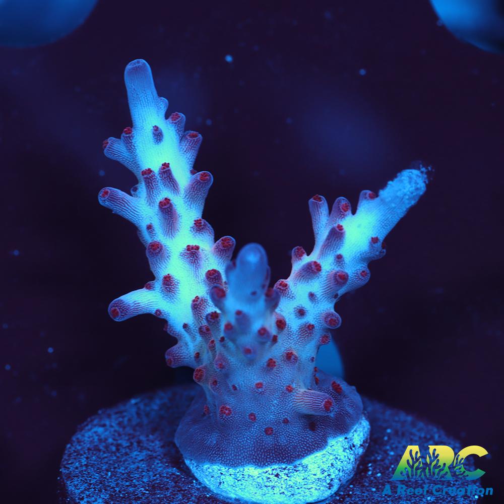 ARC Magic Dragon – A Reef Creation