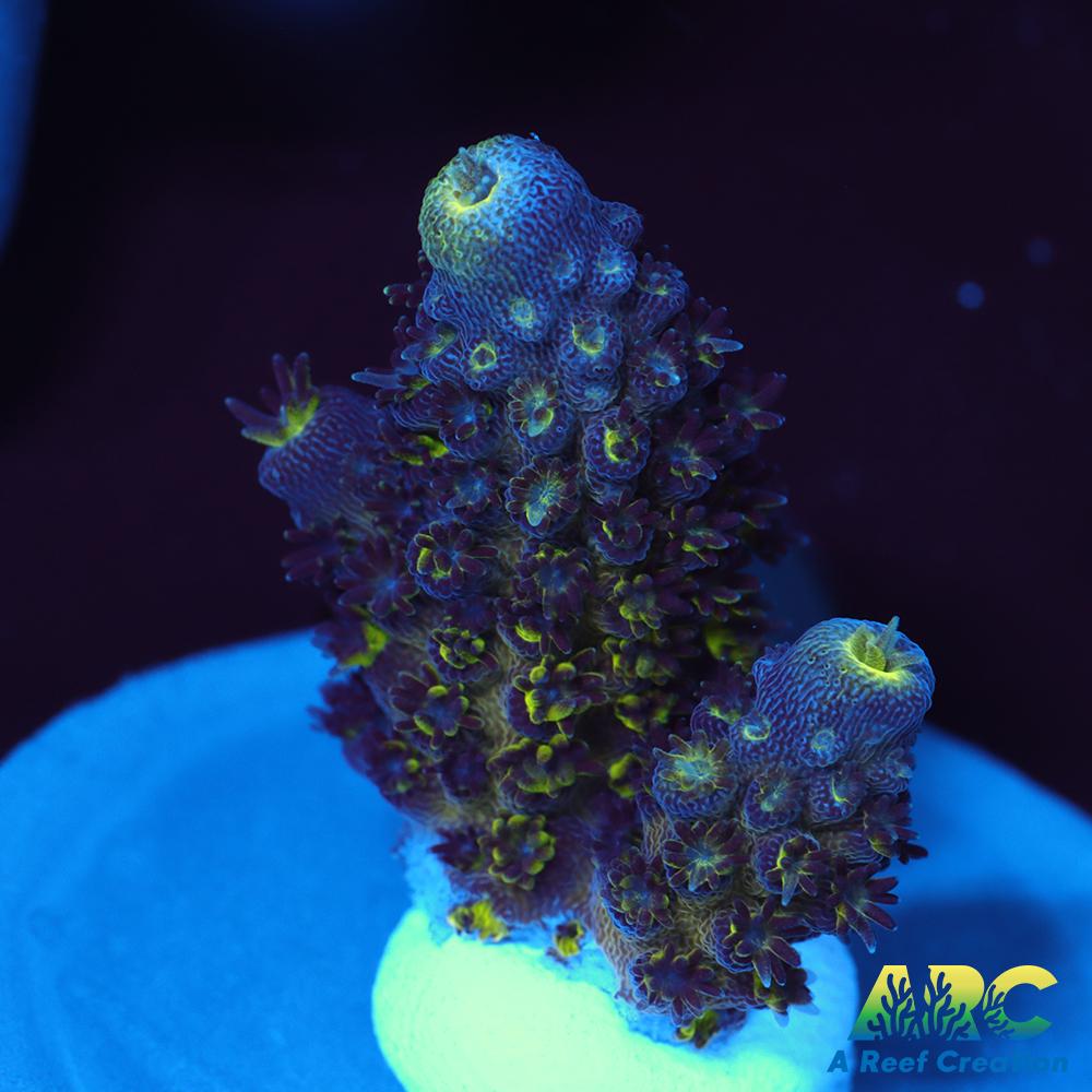Dr. Frag It Blue O – A Reef Creation