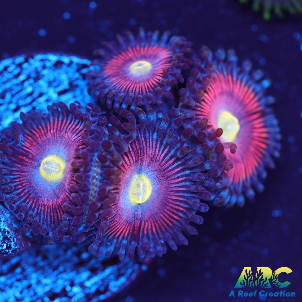 BSA Cats Eye Zoa – A Reef Creation