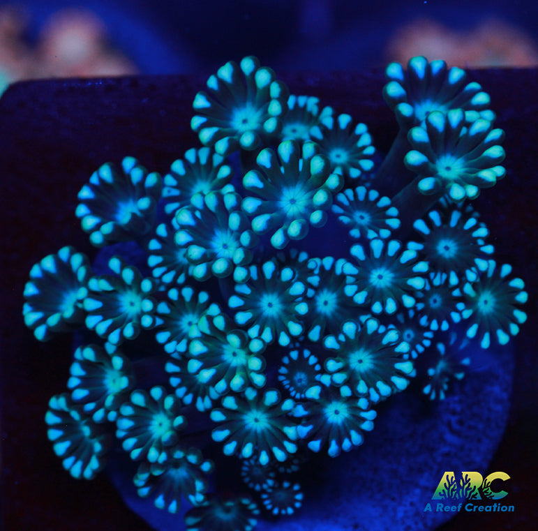 ARC Mint Alveopora – A Reef Creation