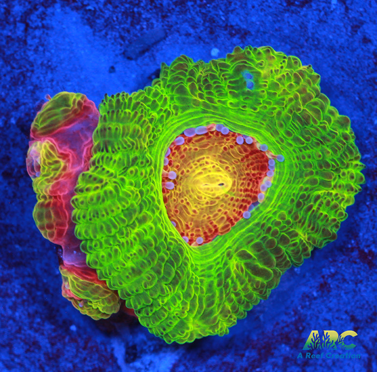 CC Dragonberries Acan – A Reef Creation