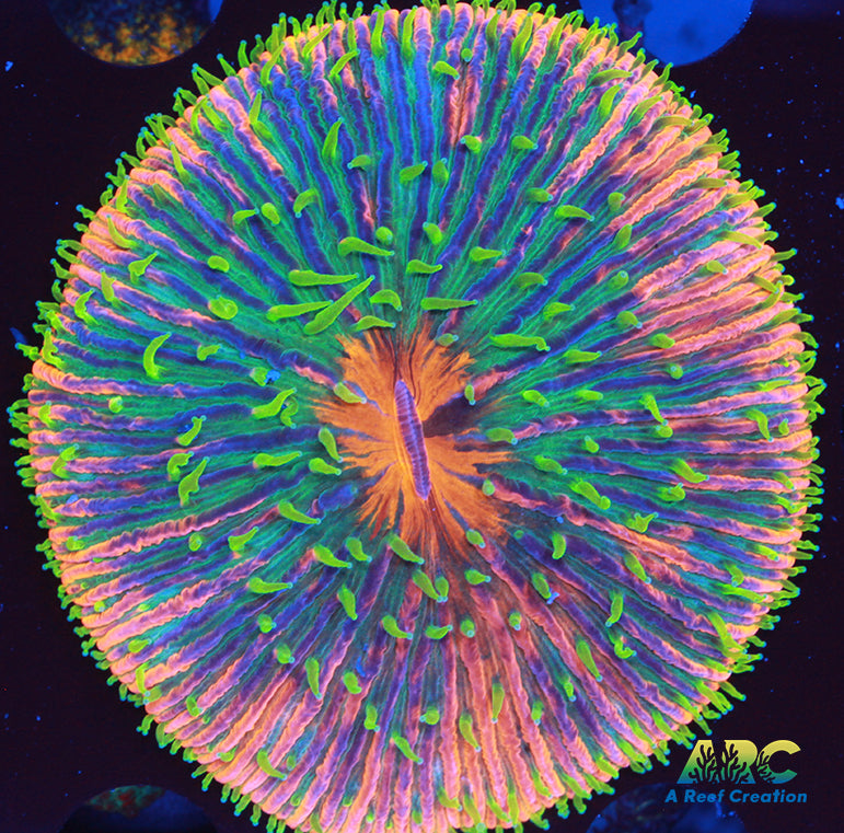 Crazy Plate Coral – A Reef Creation