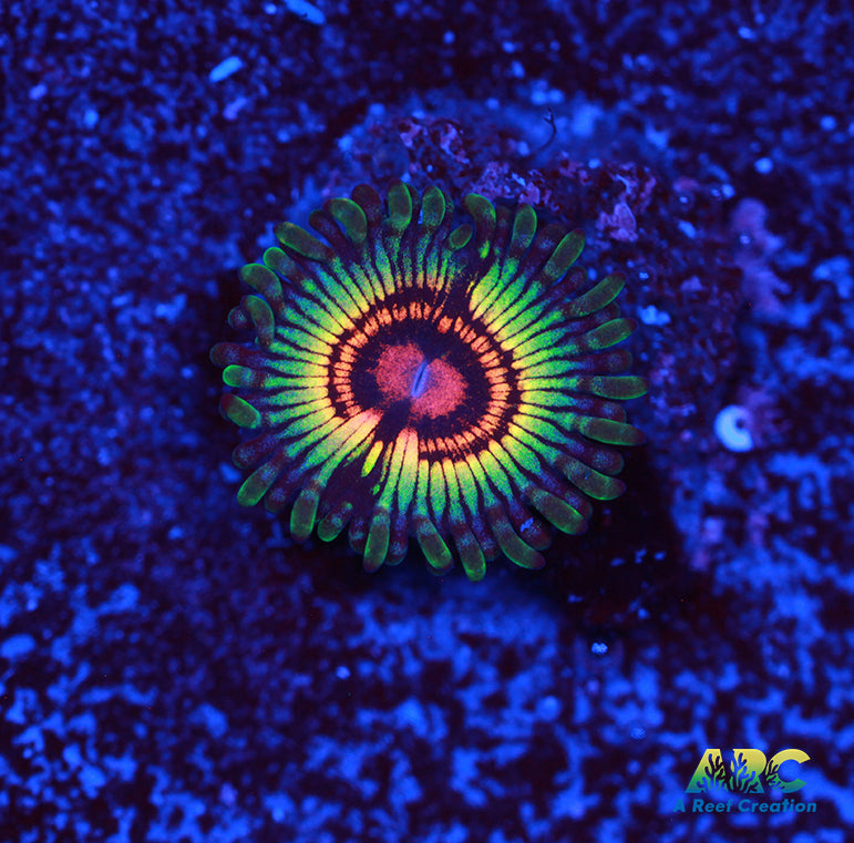 SBB Rainbow Eclipse Zoa – A Reef Creation