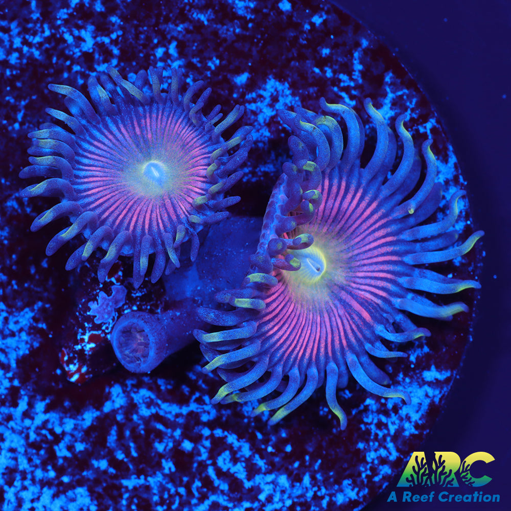 BSA Cat Eyes – A Reef Creation