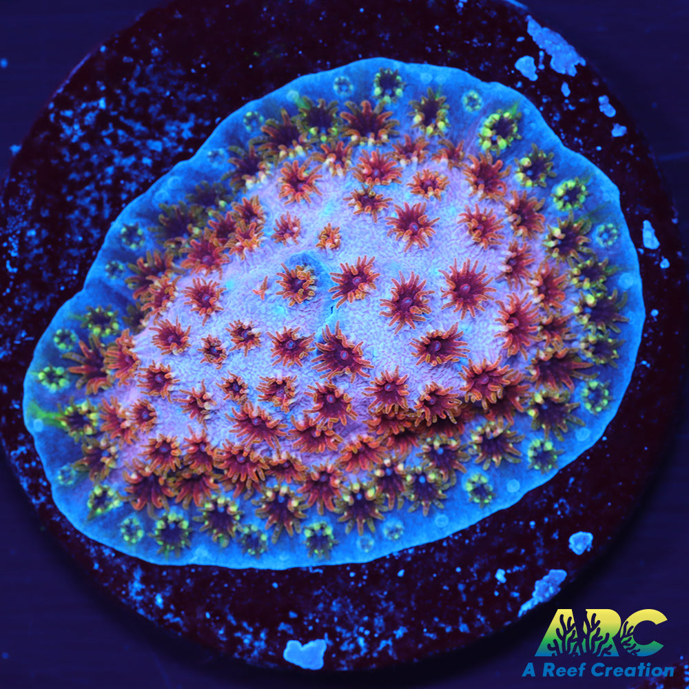 Skittles Bomb Cyphastrea – A Reef Creation