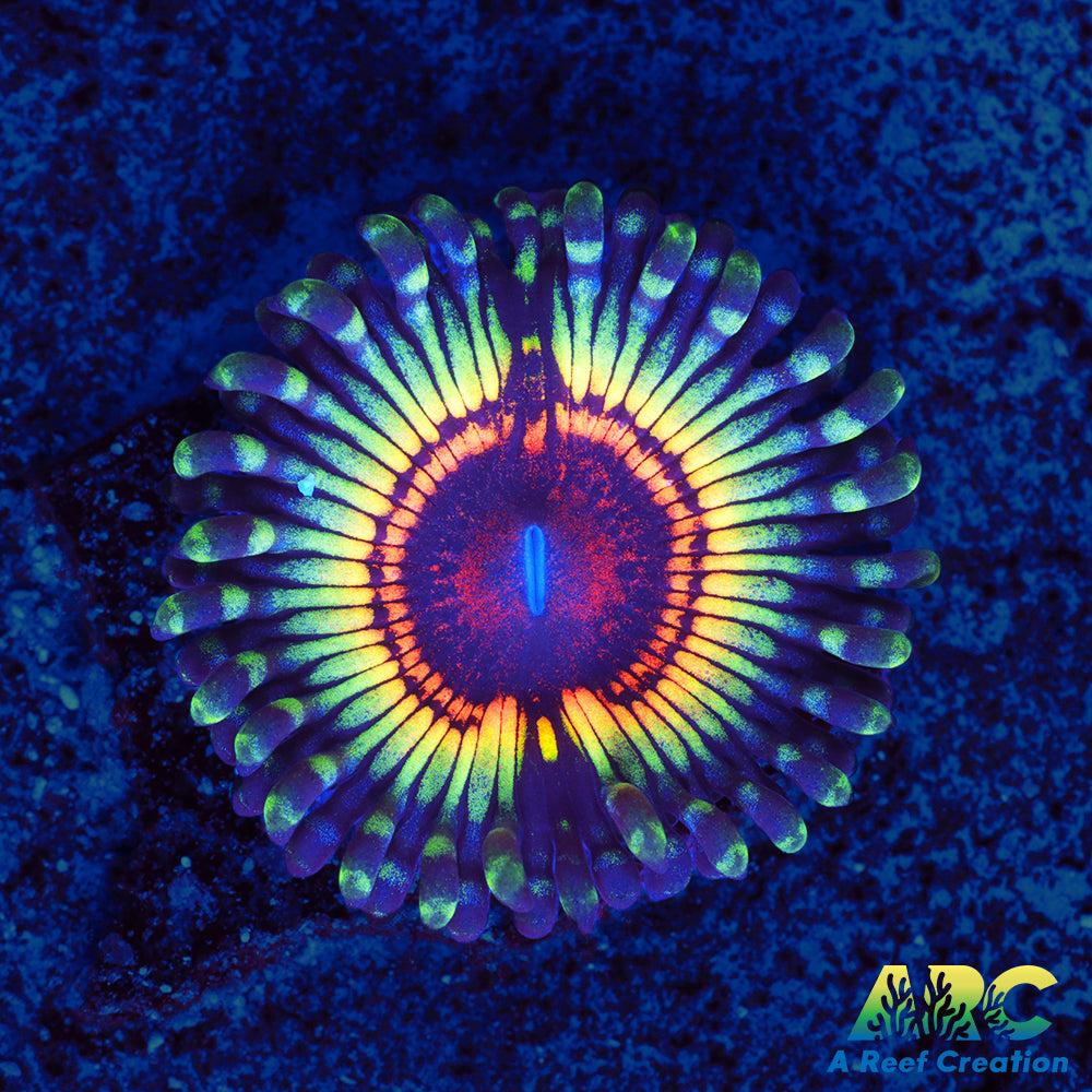GB Rainbow Eclipse Zoa – A Reef Creation GB Rainbow Eclipse Zoa – A Reef Creation