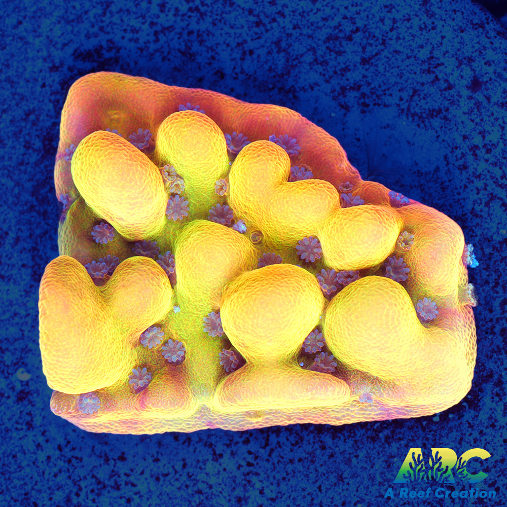 ECC Hypernova Monti – A Reef Creation