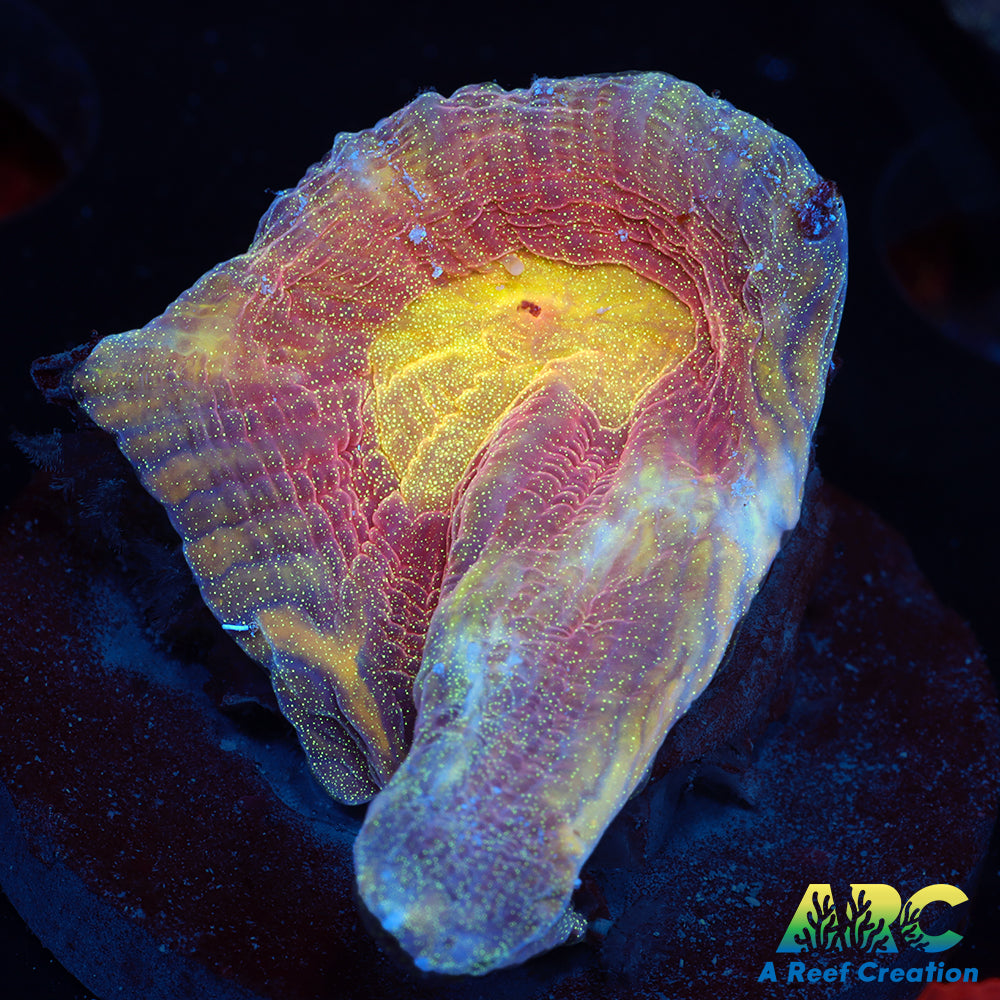 New Release ARC Mars Attacks Pectinia – A Reef Creation