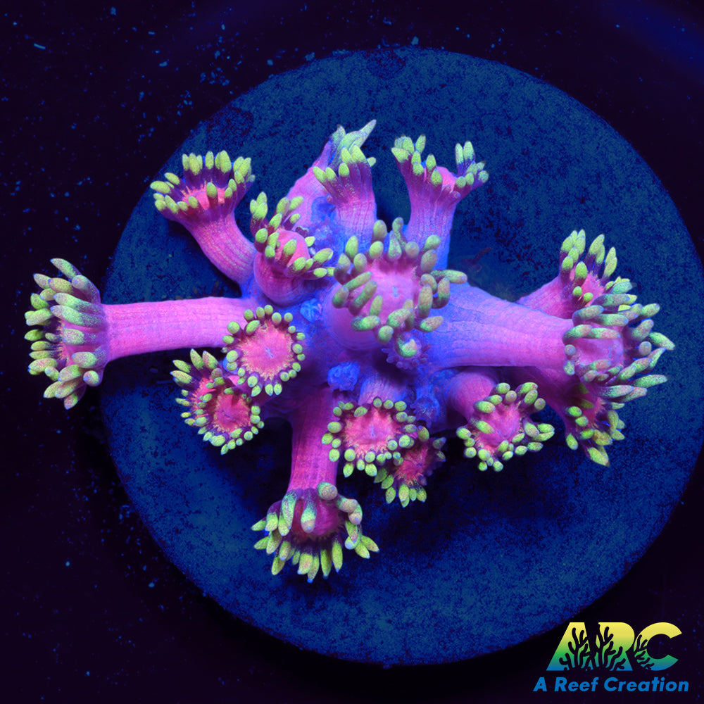 ARC Stashu Goni – A Reef Creation