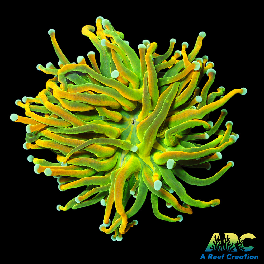 TCK Master Torch – A Reef Creation