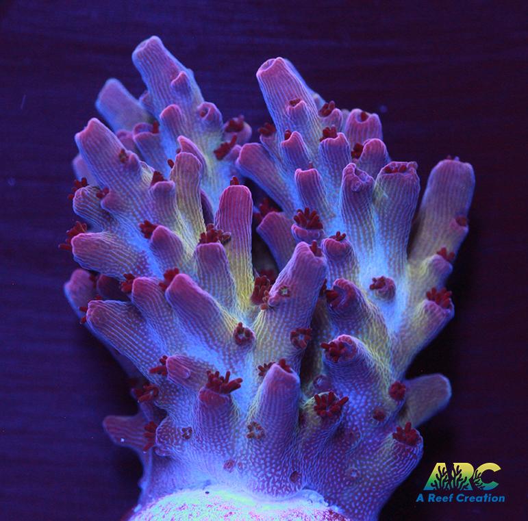 ARC Grape Crush Acro – A Reef Creation