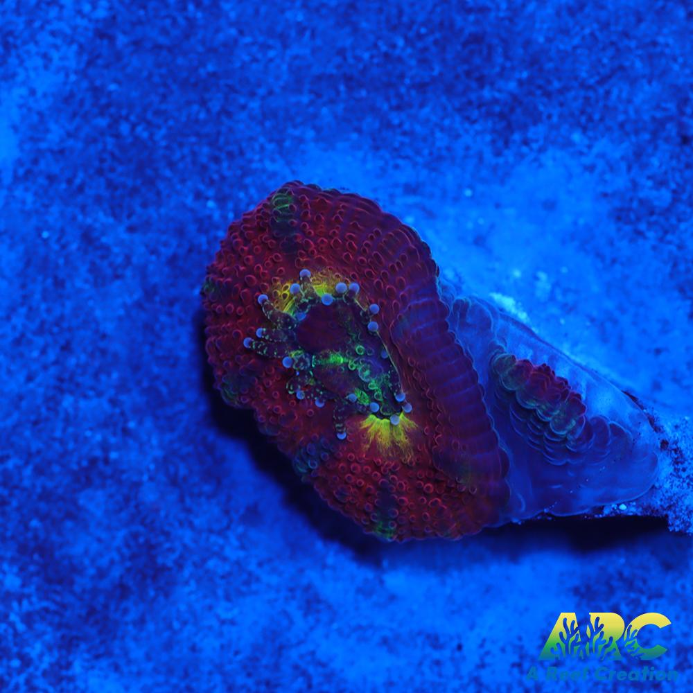 WWC Ruby Red Micro – A Reef Creation