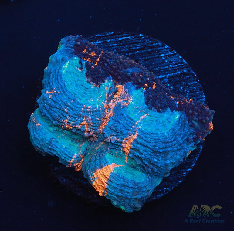 ARC Bottom Dweller Acan Echinata – A Reef Creation