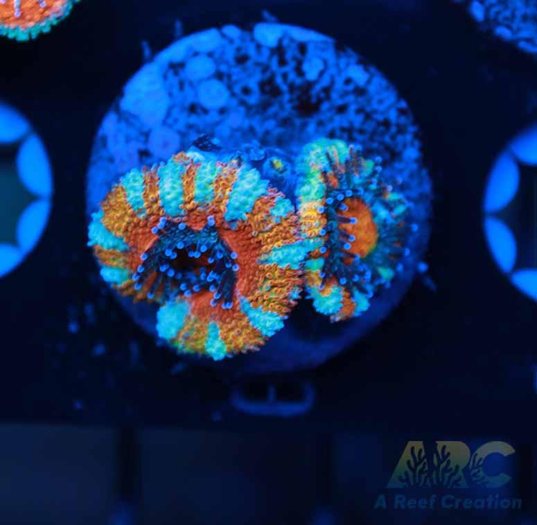 ARC Candy Corn Acan – A Reef Creation