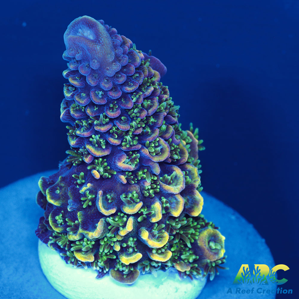 ARC Rainbow Spath – A Reef Creation