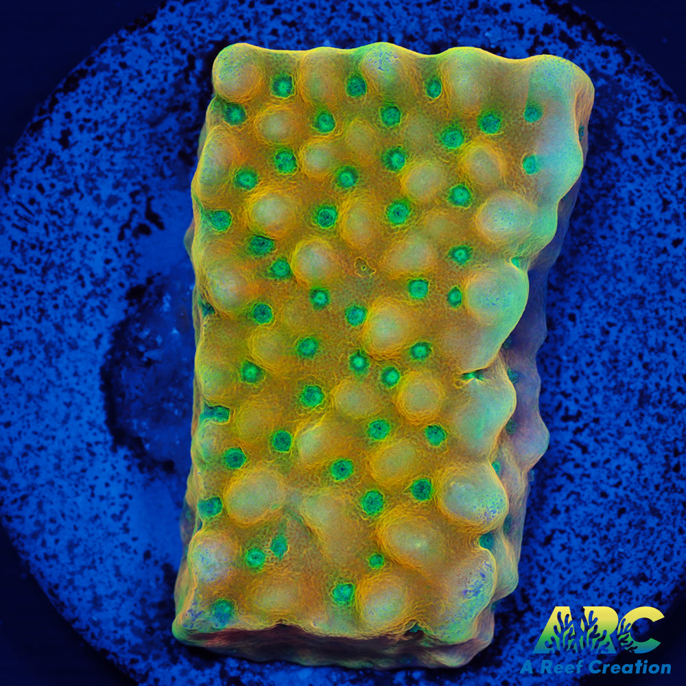 WWC Kung Pow Monti – A Reef Creation