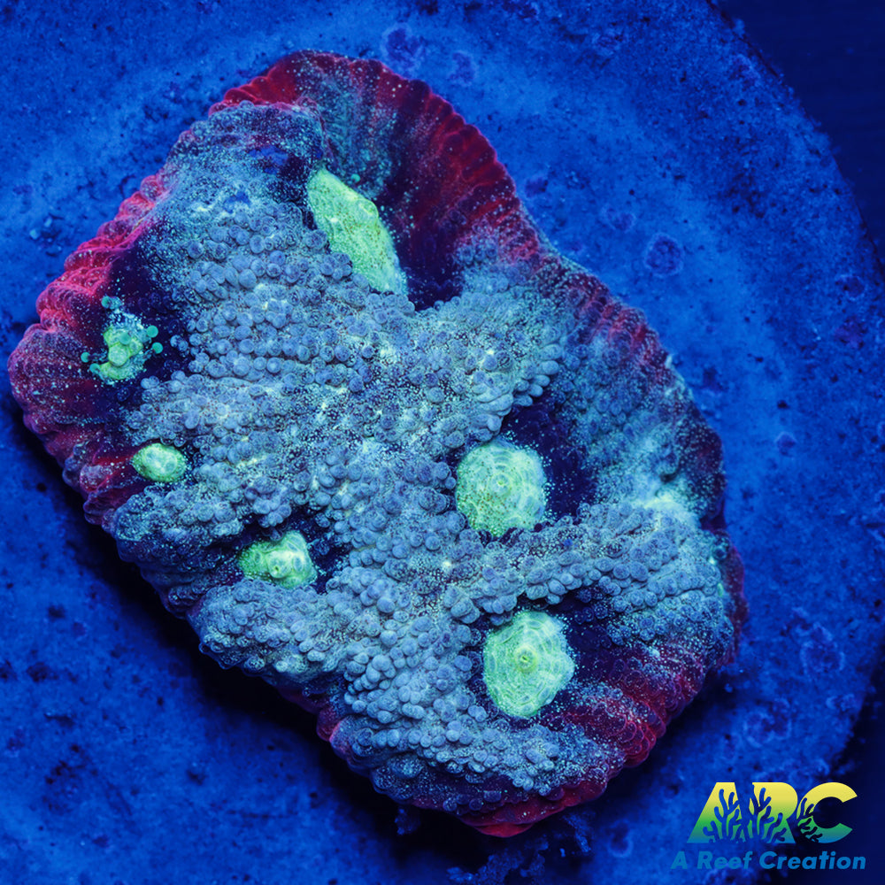 ARC Pastel War Coral – A Reef Creation