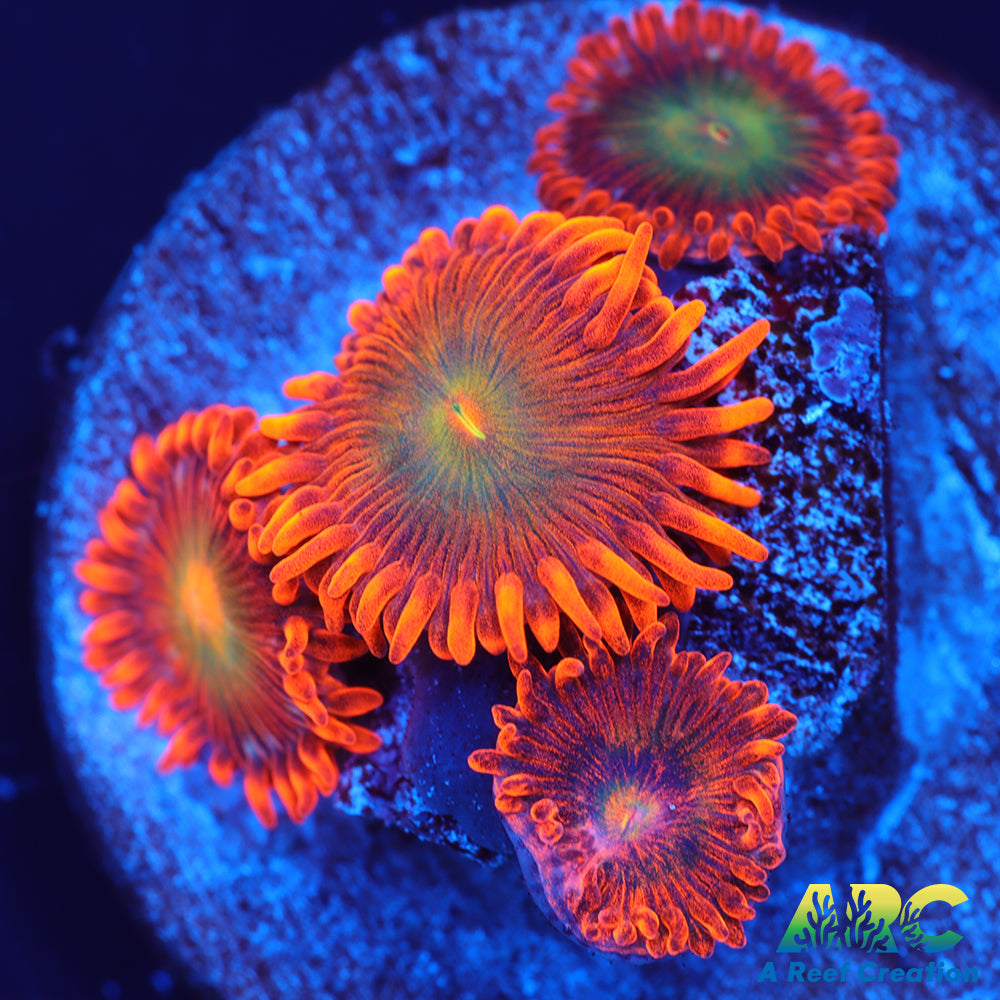 CC Mango Infusions – A Reef Creation