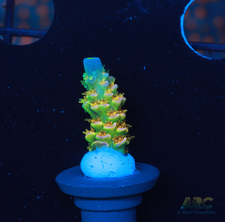 Walt Disney Acro – A Reef Creation