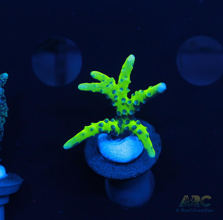 Bio Reef Green Goblin Anacropora – A Reef Creation