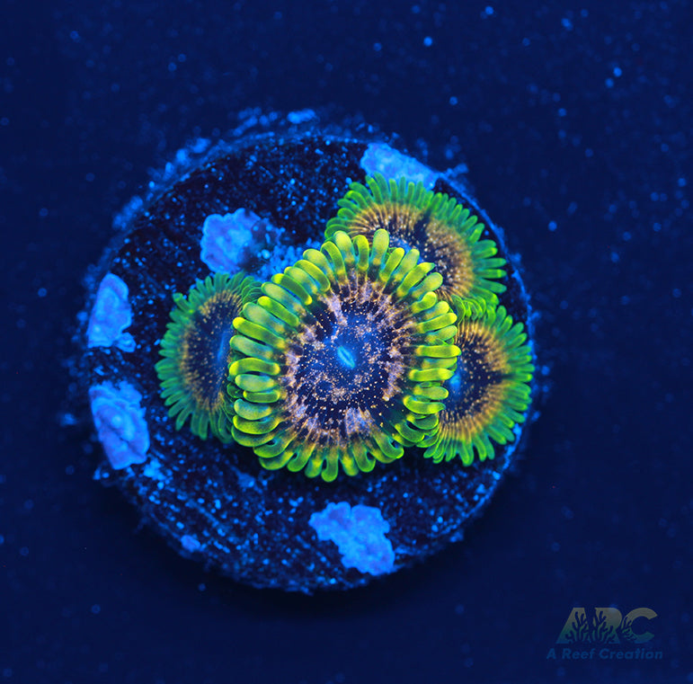 GB Golden Leopard Zoas – A Reef Creation