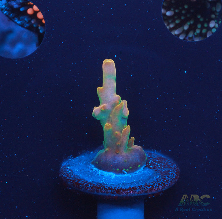 TCK Inferno Acro – A Reef Creation